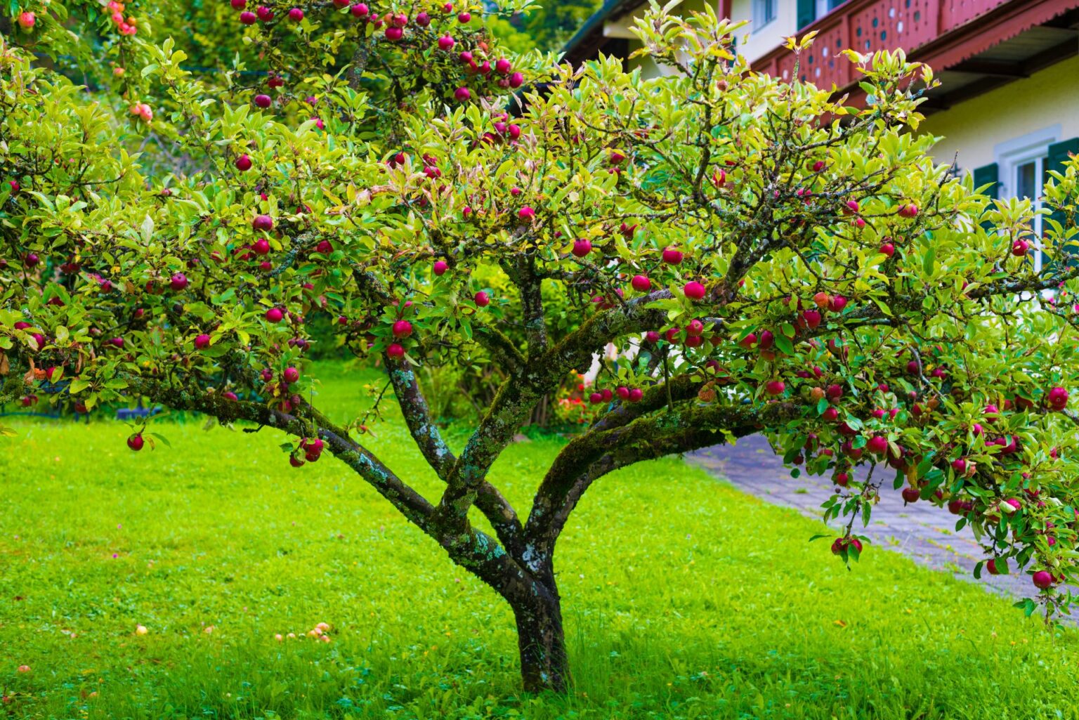Ultimate Guide To Best Trees For Small Gardens NZ