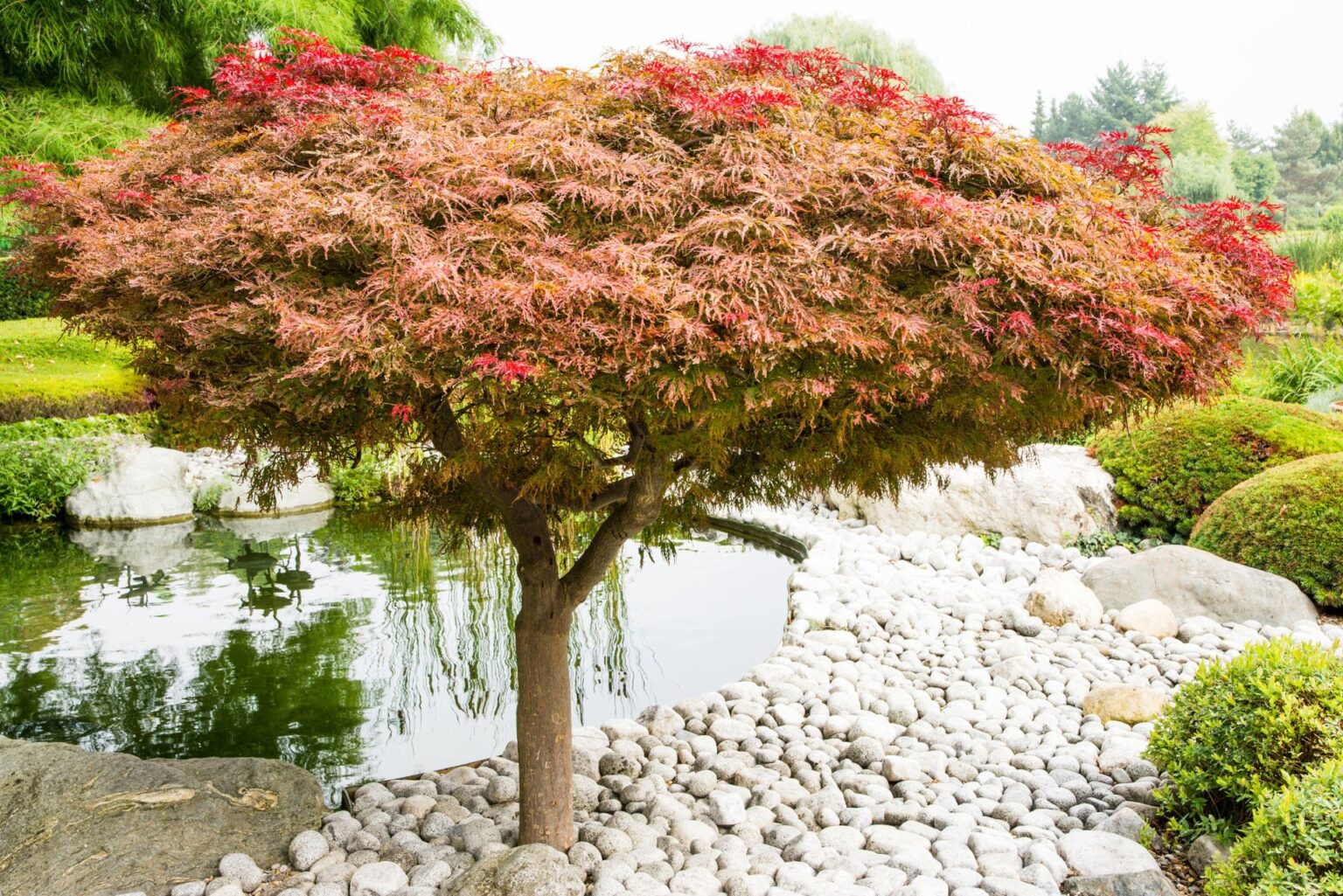 Ultimate Guide To Best Trees For Small Gardens NZ