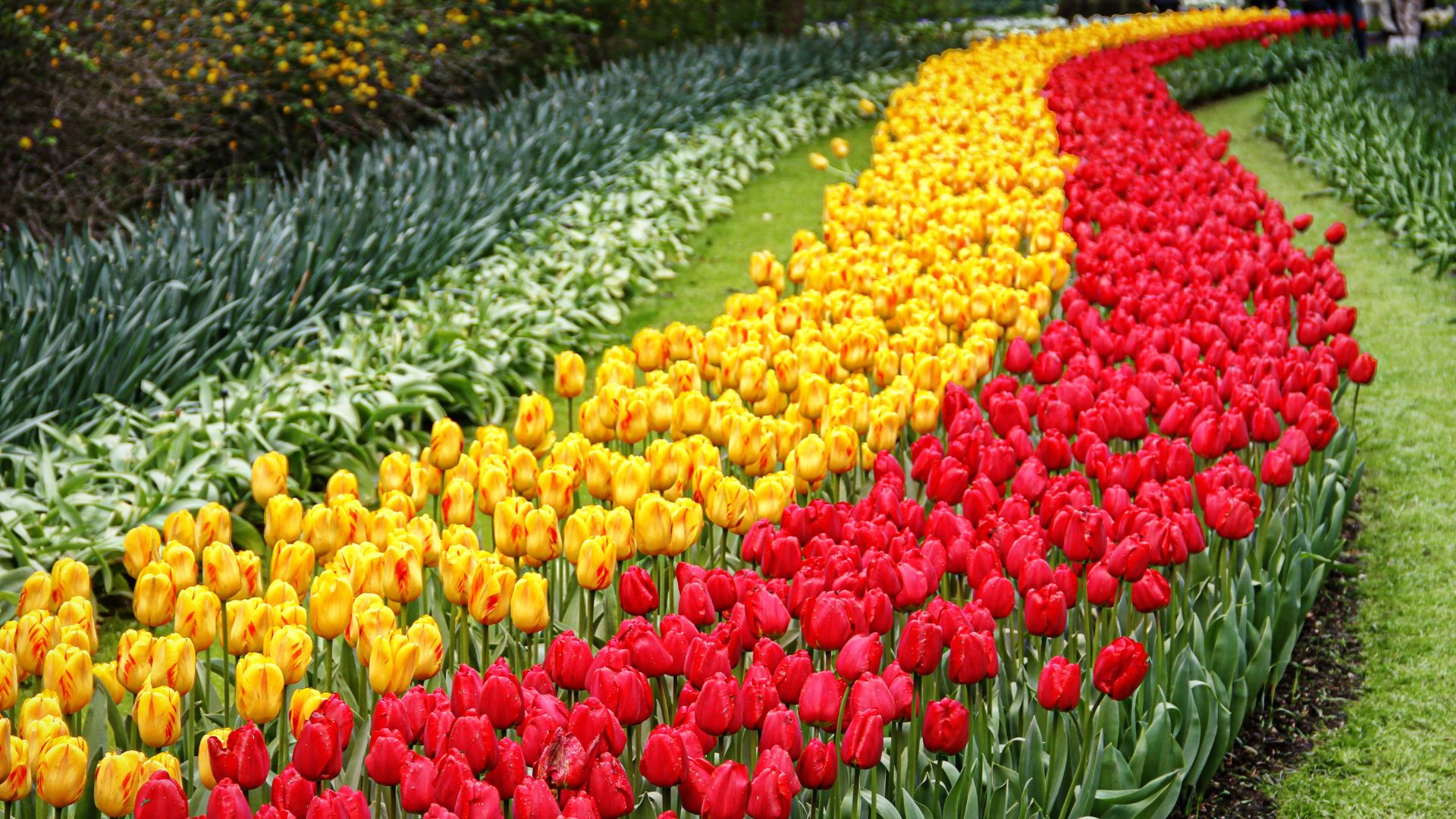 Best Flowers For Garden All Year Round In NZ: Easy Picks For Every Season