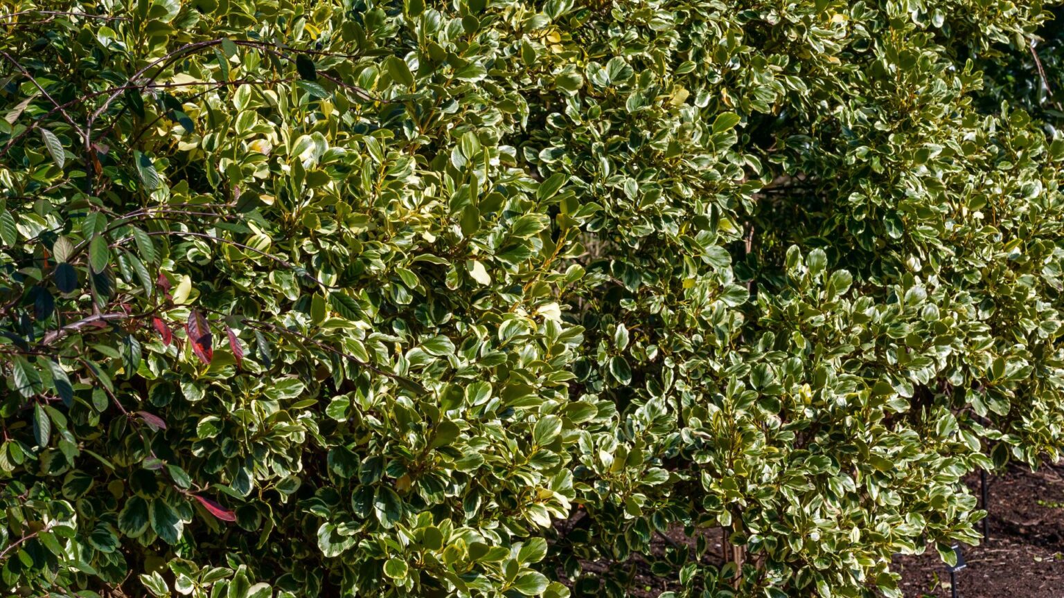 Best Hedge Plants In NZ For Privacy, Style, And Easy Care