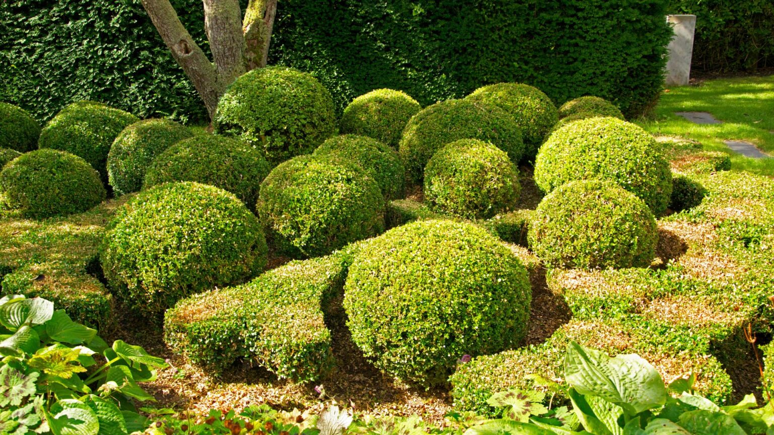 Best Hedge Plants In NZ For Privacy, Style, And Easy Care